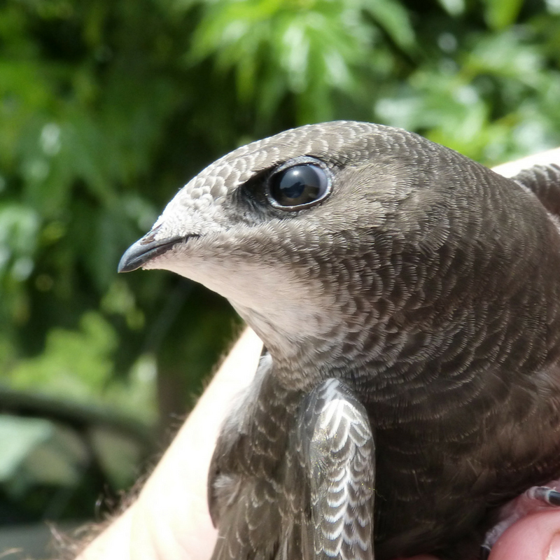 chimney-swift - Wingard's Market