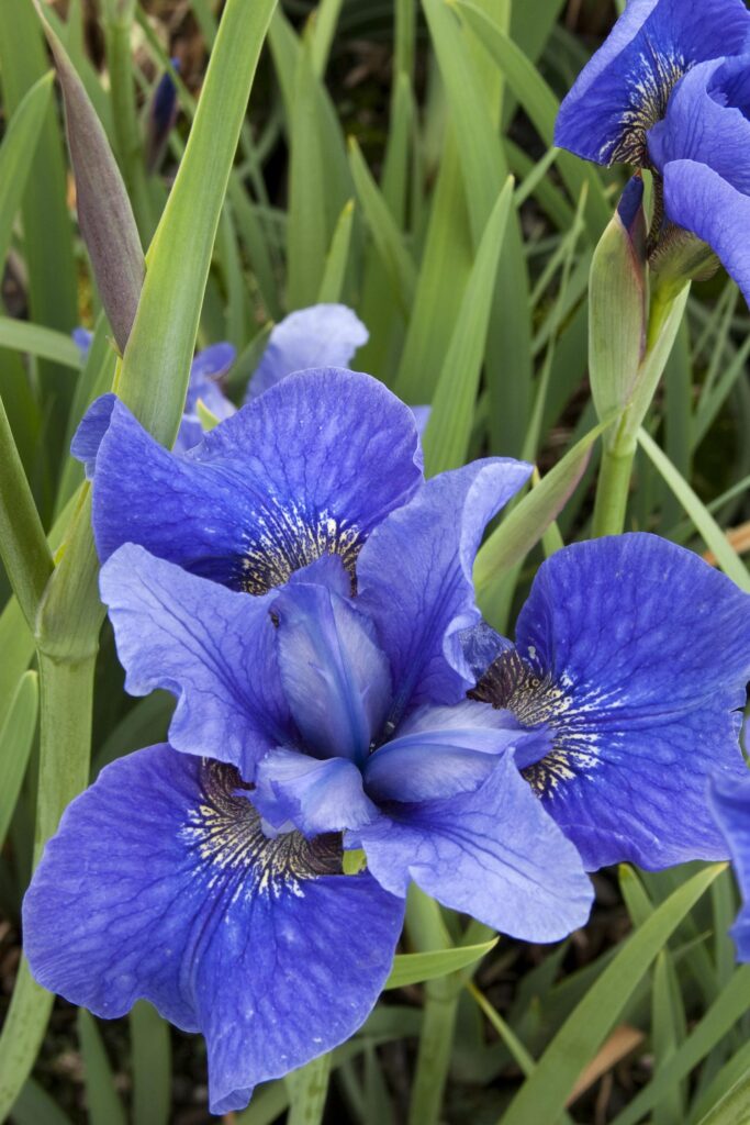 Iris Blue Flag - Wingard's Market