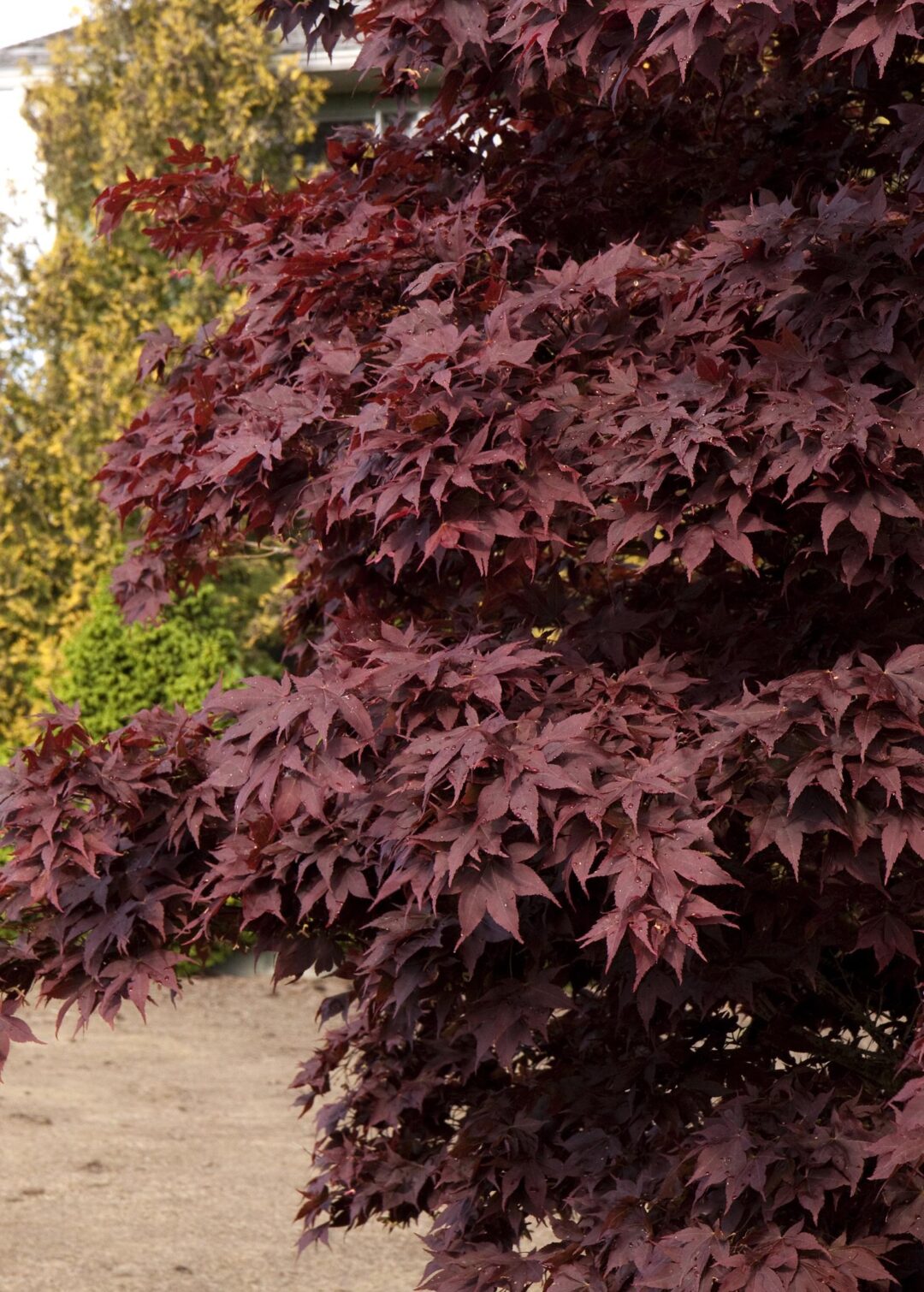 How to Choose a Japanese Maple Tree - Wingard's Market