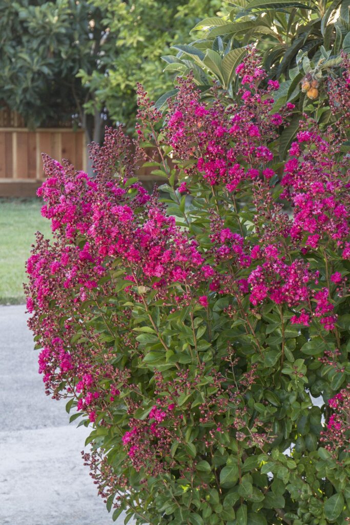 Crape Myrtle Tonto - Wingard's Market