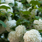 Viburnum Chinese Snowball - Wingard's Market