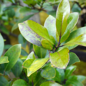 Distylium Blue Cascade - Wingard's Market