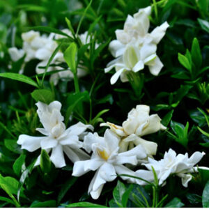 Gardenia Frost Proof - Wingard's Market