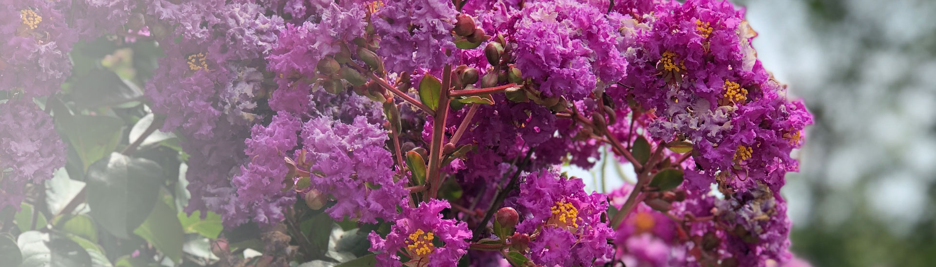 trees-header - Wingard's Market