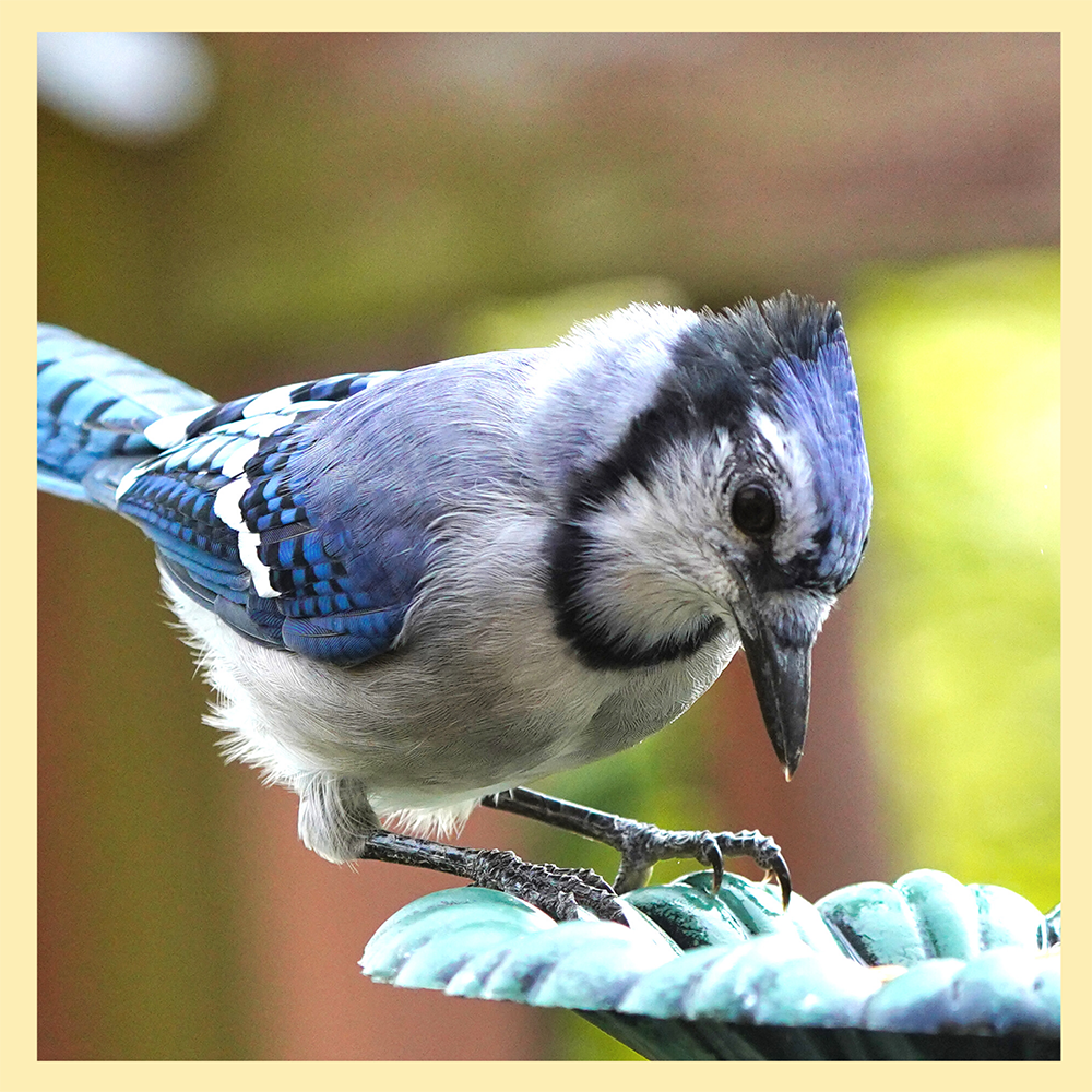 Backyard Birdscaping - Wingard's Market