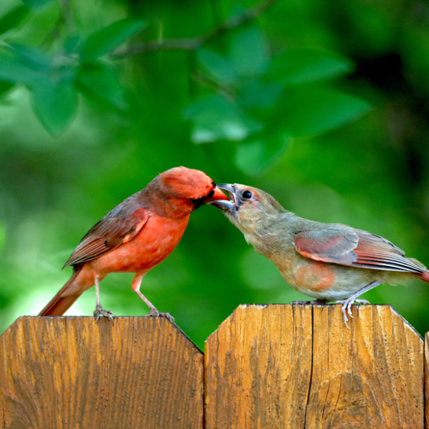 Northern Cardinal - The Infamous Red Bird - Wingard's Market